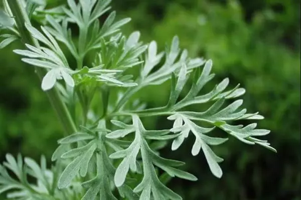 Pórú Wormwood