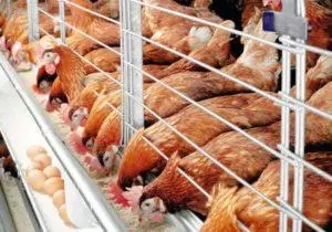Evde yeni başlayanlar için kışın tavukların özen ve içeriği için kurallar