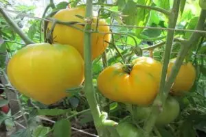 Description of the variety of Tomato Samokhval, Features of Growing and Care