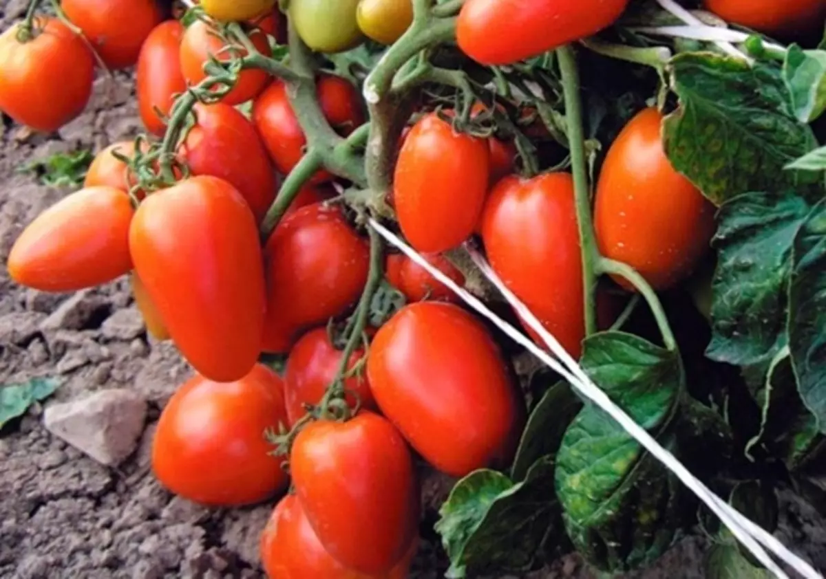 Eko tomati lori ọgba