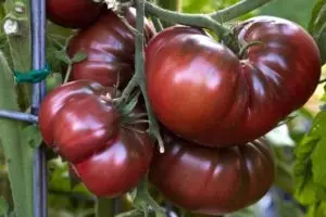 Beskriuwing fan 'e tomatenbisi swart en har skaaimerken