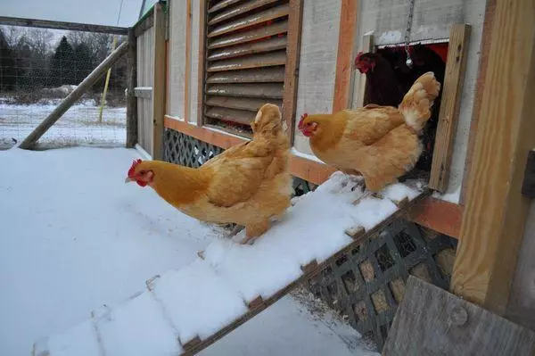 Polli in inverno