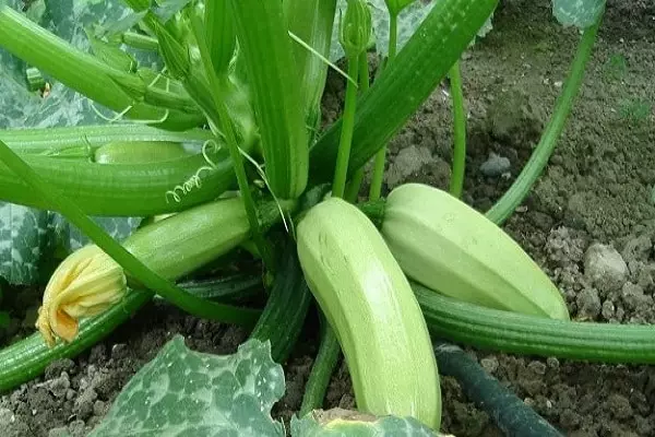 ਪਾਣੀ ਦਾ zucchin