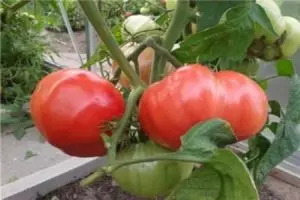 デザートデザートピンクのトマト、成長とレビューの特徴