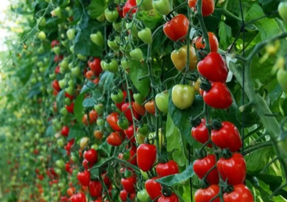 Kiraz çilek domates çalılar açık zeminde