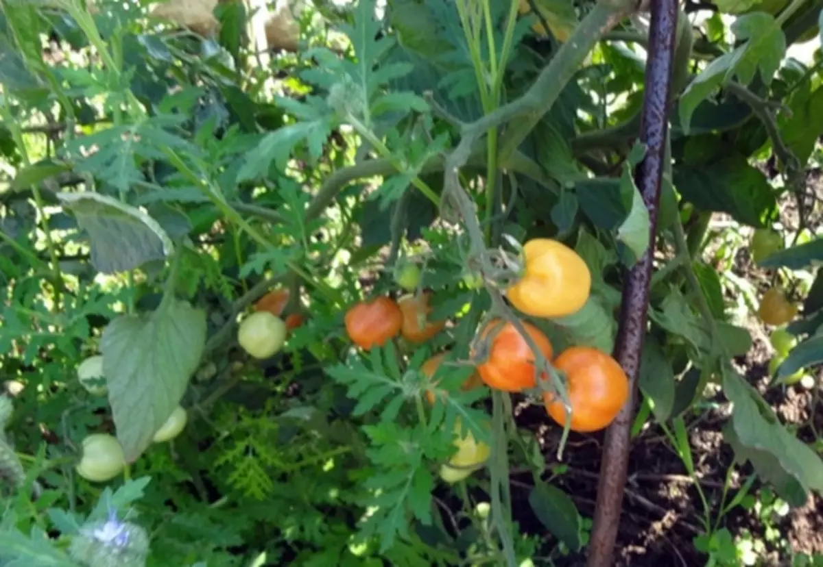 Tomato Cherry jagode na vrtu