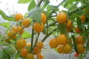 Опис сорту томату Саммер Сан, його характеристика та врожайність