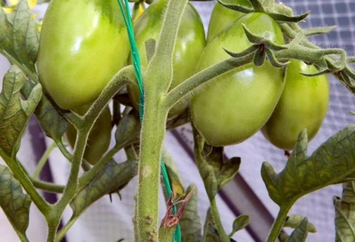 Gyrymsy agaçlar pomidor matrizoshka