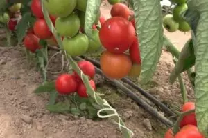 Descrição do tomate Lisa, características e colheita