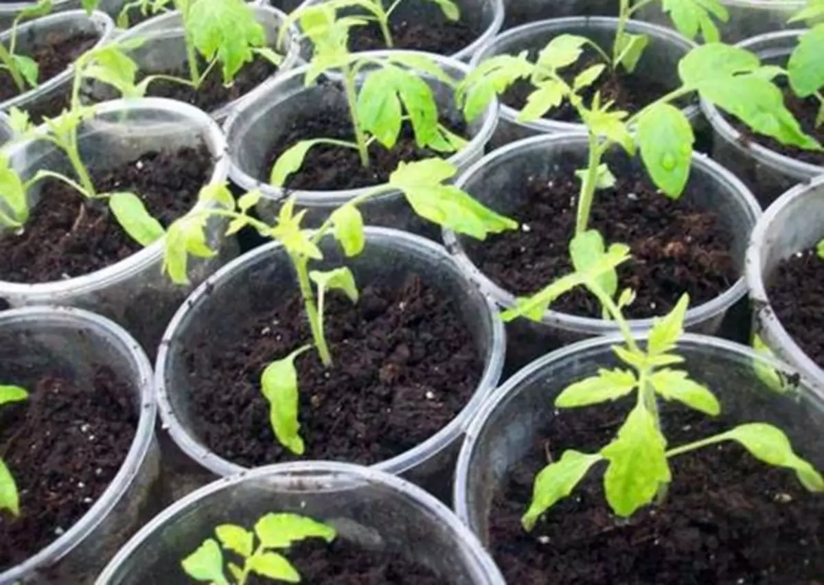 Lws suav seedlings nyob rau hauv pots