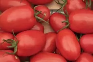 Tomati Ustinya klassi kirjeldus, kasvatamise ja saagikuse iseärasused