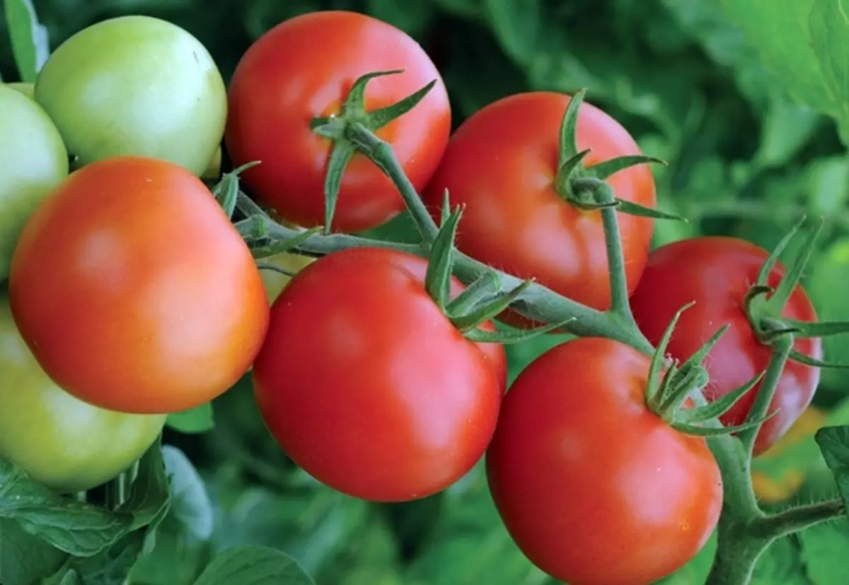 Tomato Hashes Faatele