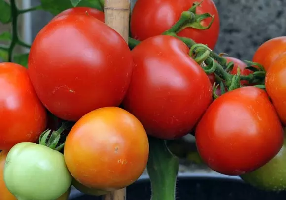 Нээлттэй газарт tomaleter