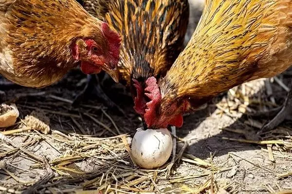 تخم مرغ تقسیم شده