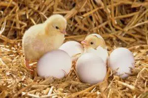 Kaip namuose auginti vištieną iš kiaušinio, kai geriau rodyti ir rūpintis taisyklėmis
