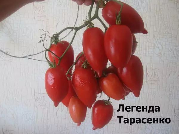 Appearance Tomato Legend Tarasenko