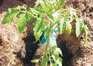 How and when to put tomatoes on seedlings at home