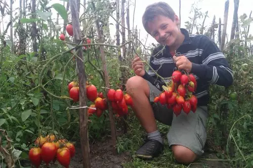 Tomate tufișuri Tarasenko Legend