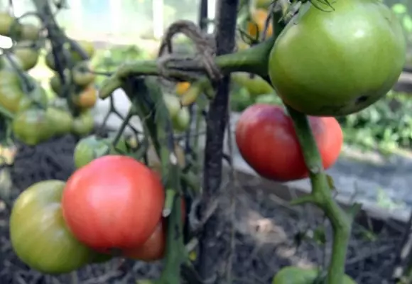 Bushes Tomato Strawberry Dessert