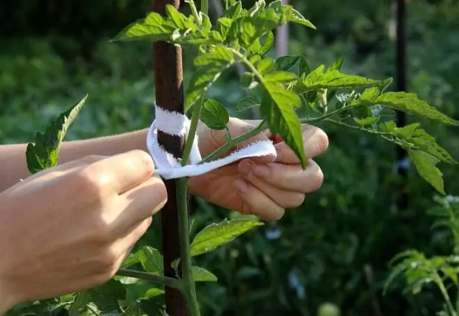 Το Garter της ντομάτας σε ανοιχτό έδαφος