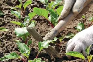 Segreti e passo-passo Agrotecnica di crescita e cura per le barbabietole a terra aperta