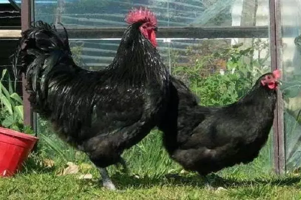 Chickens Australorp.