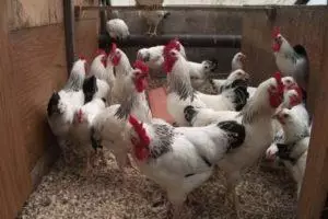Beskrivelse og egenskaper av kyllinger rase mestergrå, omsorg og fôring