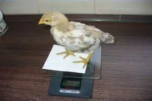 Bàn có trọng lượng gà thịt theo ngày, hướng dẫn tính toán tăng cân