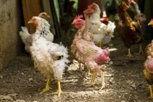 Why the molting begins at the smoking hens, which and when to give at home