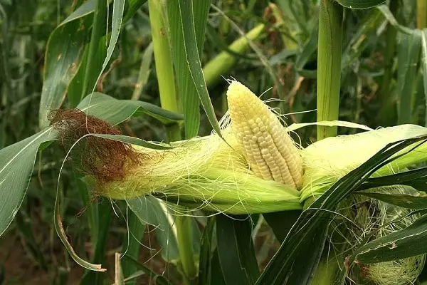 вирощується кукурудзу