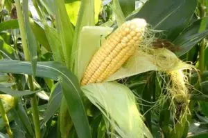 De beste maisforgjengere i beskjæringsrotasjon, som kan plantes etter