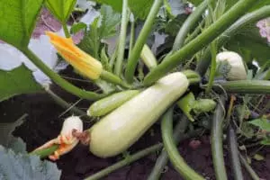Apa bisa ing wulan Agustus lan Juli kanggo nandur zucchini ing papan sing mbukak?