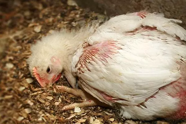 Coccidiosis na nnụnụ