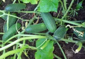 Priskribo de Salinas Cucumbers Ordigi, ĝia karakterizaĵo kaj rendimento