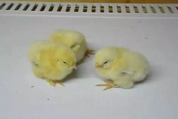 Små kyllinger.