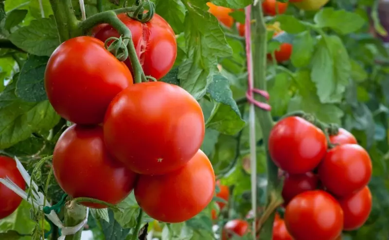 Vintage Tomatov