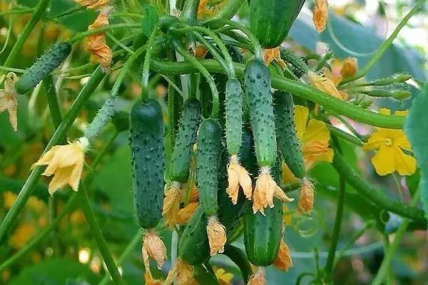 Mga pipino sa tanaman