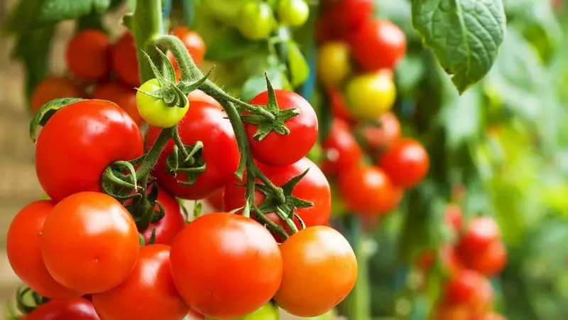 Pomidor wariantlary