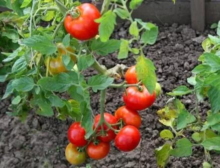 Lurzoru irekiko tomatea