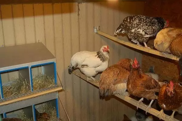 Chicken, chicken coop