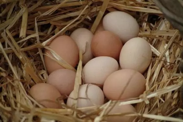 Æg til inkubation