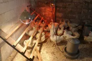 Instructions for the use of infrared lamps for heating chicken