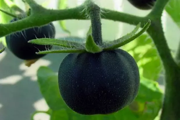 Tomat malina svart