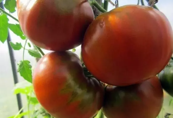 Tomates de la poitrine russe noir