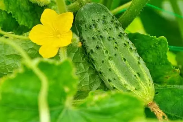 Appearance of Cucumber Murom