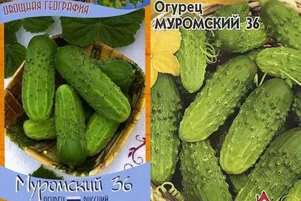 Muromsky cucumber seeds
