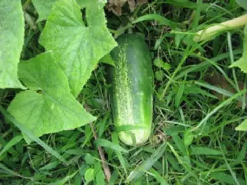 Murom's Cucumber ka jareteng