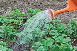 How to feed cucumbers in the garden by ammonia alcohol and is it possible?