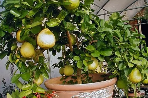 Limun panderoza