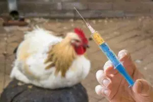 List fan top 16 bêste antibiotika foar kippen hoe't jo drugs jaan